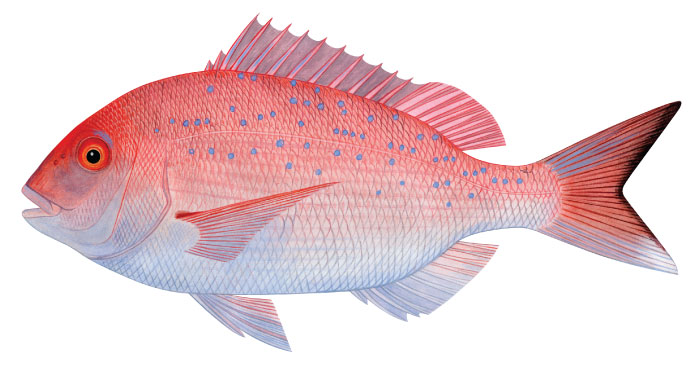 참돔(Red seabream). Pagrus major (Temminck & Schlegel, 1843).