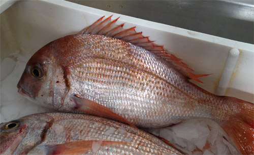 커먼 씨브림(Common seabream). Pagrus pagrus(Linnaeus, 1758).