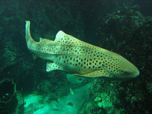 수염상어목 Order Orectolobiformes(Carpet sharks)