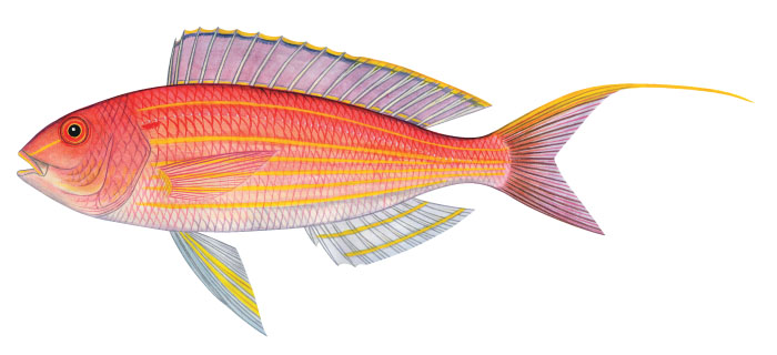 실꼬리돔(Golden threadfin bream). Nemipterus virgatus (Houttuyn, 1782).