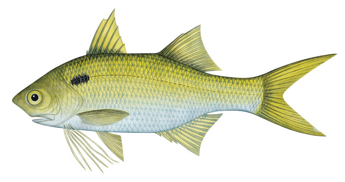 흑점날가지(Blackspot threadfin). Polydactylus sextarius (Bloch & Schneider ...