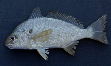 농어목 민어과 Family Sciaenidae(Drums or croakers)
