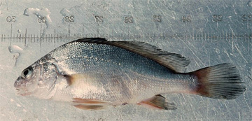 농어목 민어과 Family Sciaenidae(Drums or croakers)