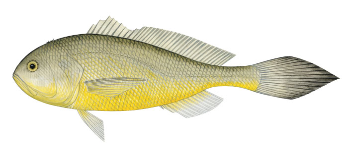 황강달이(Croaker or Kandari). Collichthys lucidus (Richardson, 1844).