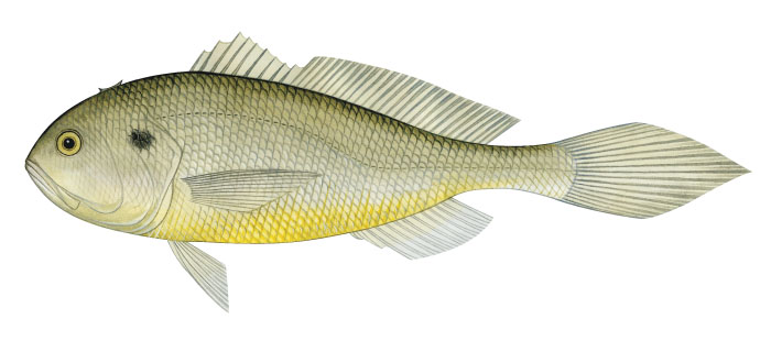 눈강달이Mebuto kandari. Collichthys niveatus (Jordan & Starks, 1906).