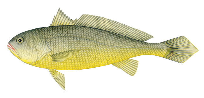 부세(Large yellow croaker). Larimichthys crocea (Richardson, 1846).