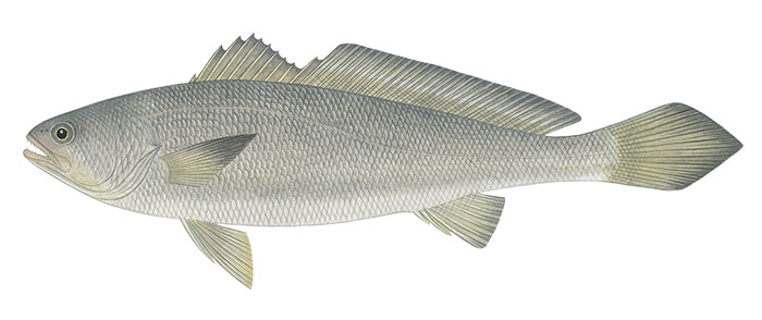 민어(Brown croaker). Miichthys miiuy (Basilewsky, 1855).