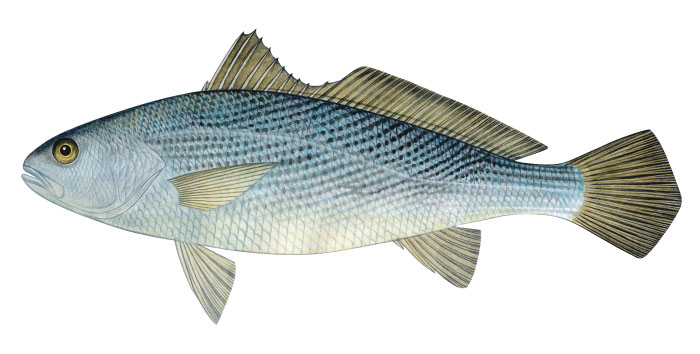 동갈민어(Blue drum). Nibea mitsukurii (Jordan & Snyder, 1900).