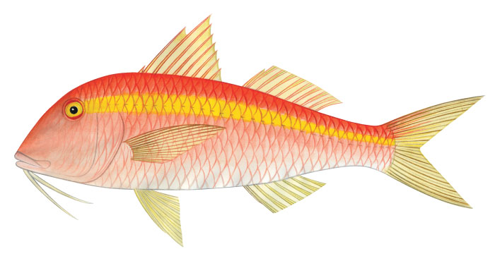 주황촉수(Yellow striped goatfish). Parupeneus chrysopleuron (Temminck ...