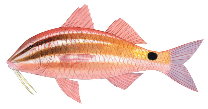 두줄촉수(Blackspot goatfish). Parupeneus spilurus (Bleeker, 1854).