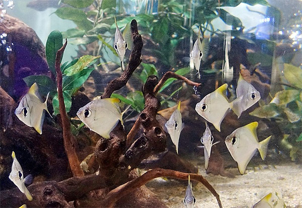 실버 무니피쉬(Silver moonyfish). Monodactylus argenteus (Linnaeus, 1758).