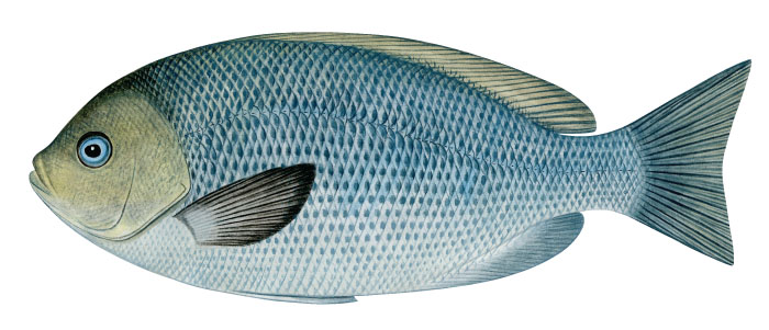 벵에돔(Large scale blackfish). Girella punctata (Gray, 1835).