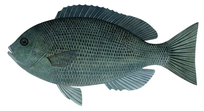 벵에돔(Large scale blackfish). Girella punctata (Gray, 1835).