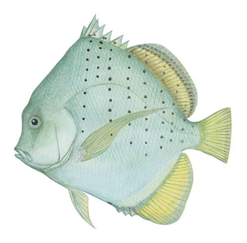 스팟티드 시클피시(Spotted sicklefish). Drepane punctata (Linnaeus, 1758).