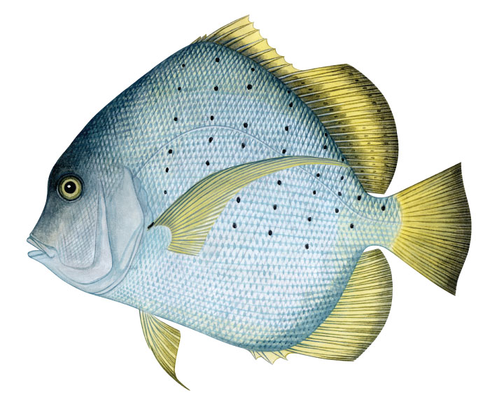 스팟티드 시클피시(Spotted sicklefish). Drepane punctata (Linnaeus, 1758).