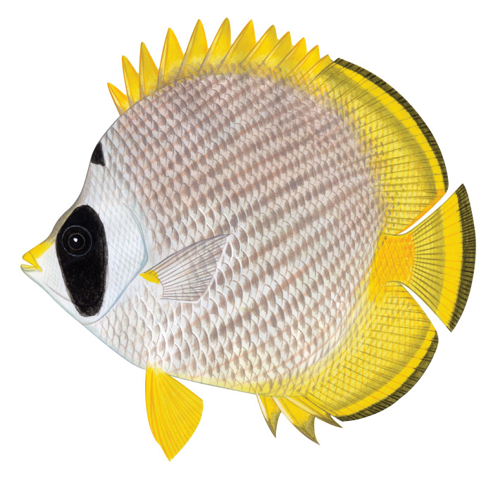 부전나비고기(Philippine butterflyfish). Chaetodon adiergastos(Seale, 1910).