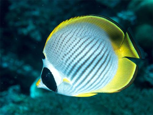 부전나비고기(Philippine butterflyfish). Chaetodon adiergastos(Seale, 1910).