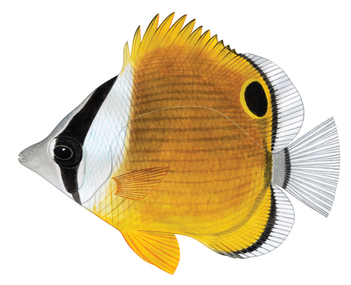 나비고기(Oriental butterflyfish). Chaetodon auripes(Jordan & Snyder, 1901).