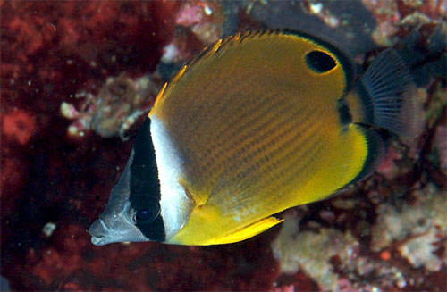 나비고기(Oriental butterflyfish). Chaetodon auripes(Jordan & Snyder, 1901).