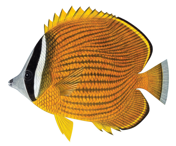 나비고기(Oriental butterflyfish). Chaetodon auripes(Jordan & Snyder, 1901).