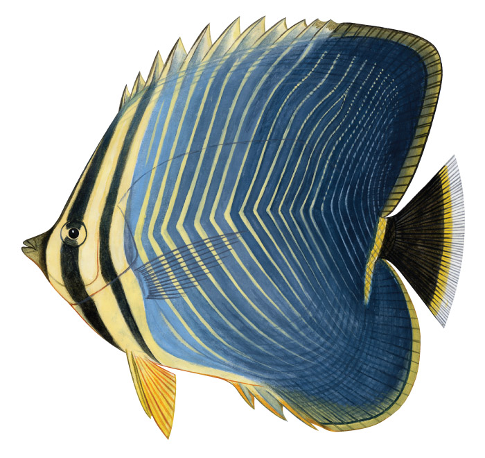 이스턴 트라이앵귤러 버터플라이피쉬(Eastern triangular butterflyfish). Chaetodon ...