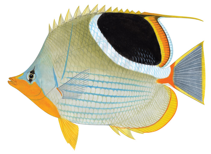 새들 버터플라이피쉬(Saddle butterflyfish). Chaetodon ephippium(Cuvier, 1831).