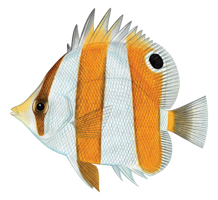 세동가리돔(Brown-banded butterflyfish). Chaetodon modestus(Temminck ...