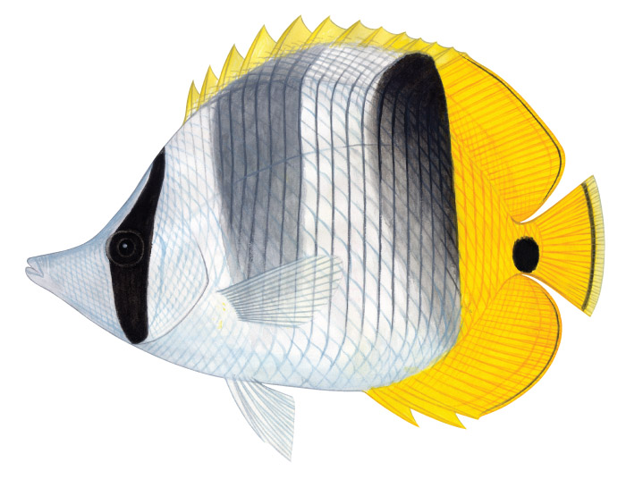 패시픽 더블새들 버터플라이피쉬(Pacific double-saddle butterflyfish). Chaetodon ...