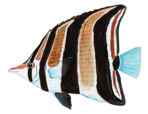 웨스턴 탈마(Western talma). Chelmonops curiosus(Kuiter, 1986).