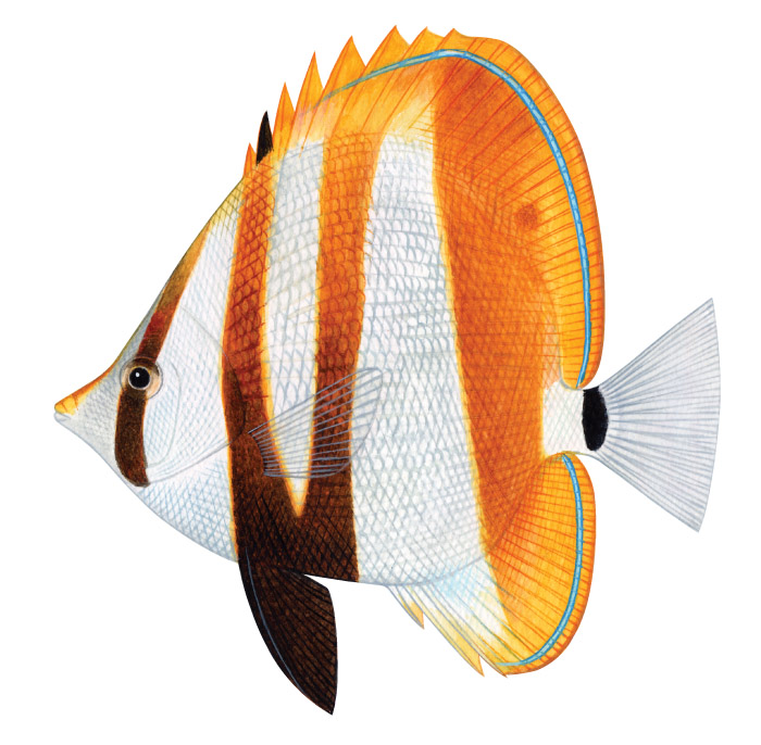 갈색띠돔(Highfin coralfish). Coradion altivelis(McCulloch, 1916).