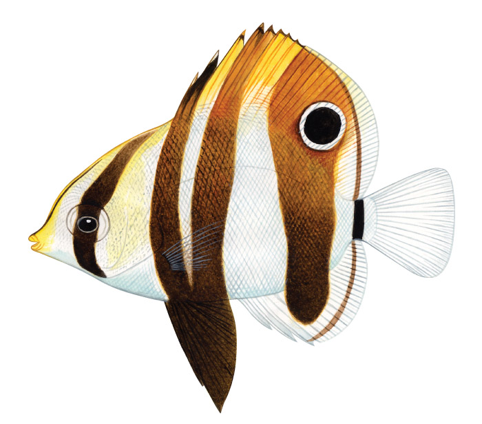 갈색띠돔(Highfin coralfish). Coradion altivelis(McCulloch, 1916).