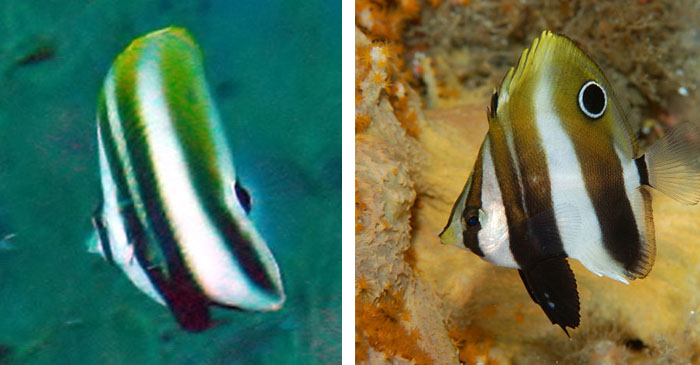 갈색띠돔(Highfin coralfish). Coradion altivelis(McCulloch, 1916).