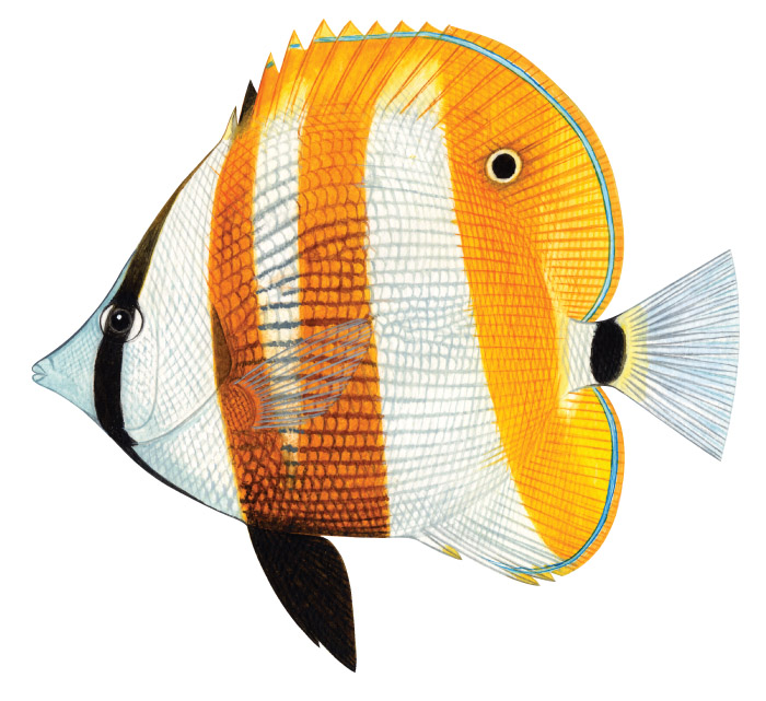 오렌지밴디드 코랄피쉬(Orangebanded coralfish). Coradion chrysozonus(Cuvier, 1831).