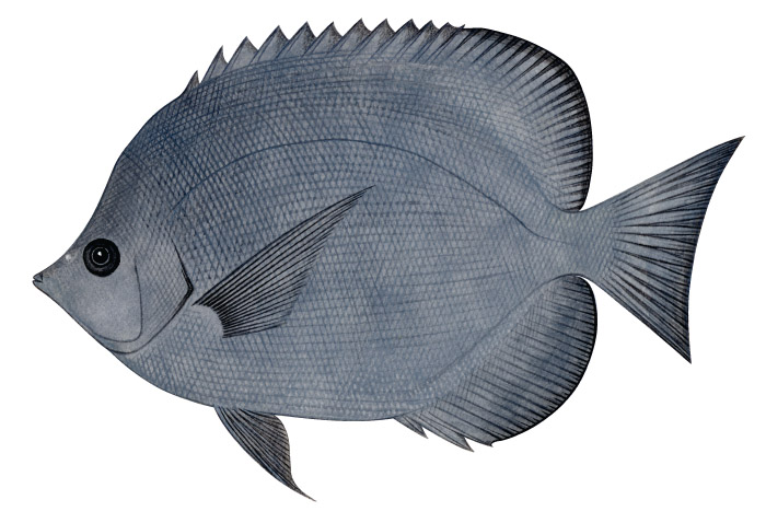 톰슨스 버터플라이피쉬(Thompson’s butterflyfish). Hemitaurichthys thompsoni(Fowler ...