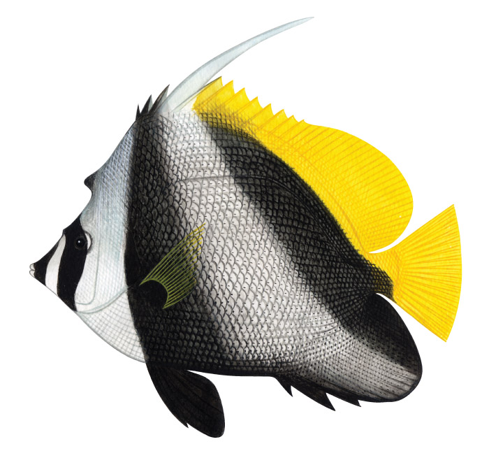 싱귤러 배너피시(Singular bannerfish). Heniochus singularius(Smith & Radcliffe ...