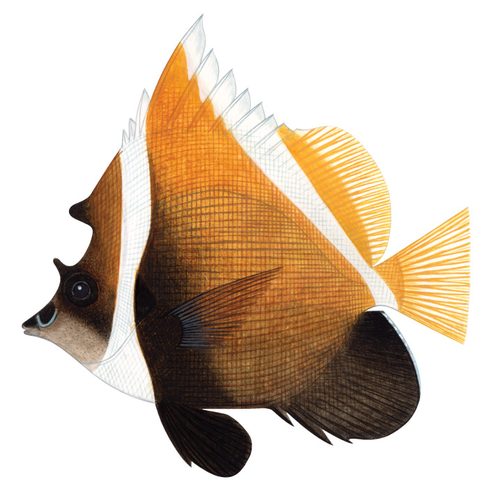 혼드 배너피쉬(Horned bannerfish). Heniochus varius(Cuvier, 1829).