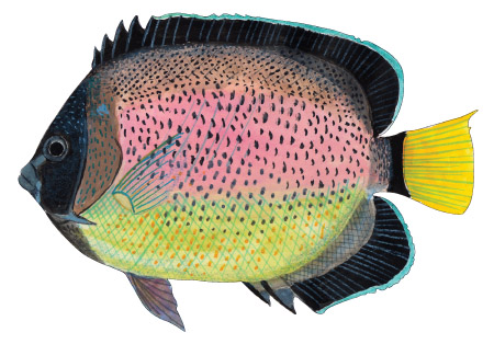 인디언 옐로우테일 엔젤피시(Indian yellowtail angelfish). Apolemichthys xanthurus ...