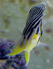 멀티바드 엔젤피시(Multibarred angelfish). Centropyge multifasciata(Smith ...