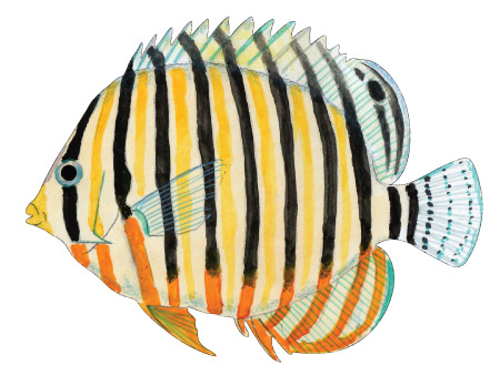 멀티바드 엔젤피시(Multibarred angelfish). Centropyge multifasciata(Smith ...