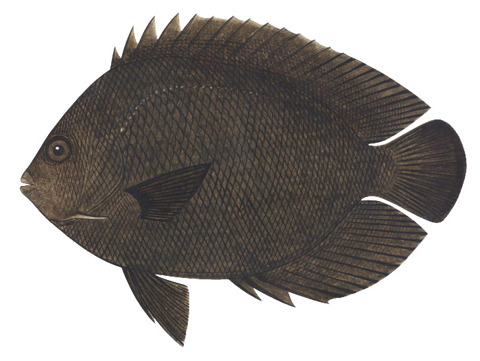 미드나이트 엔젤피시(Midnight angelfish.) Centropyge nox(Bleeker, 1853).