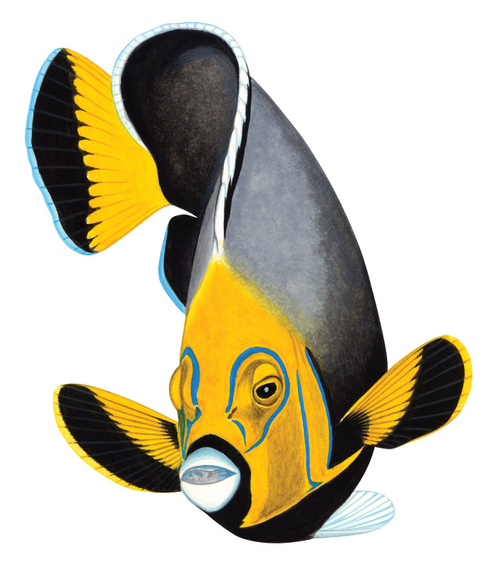 컨스피큐어스 엔젤피시(Conspicuous angelfish). Chaetodontoplus conspicillatus ...
