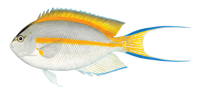 오네이트 엔젤피시(Ornate angelfish). Genicanthus bellus(Randall, 1975).