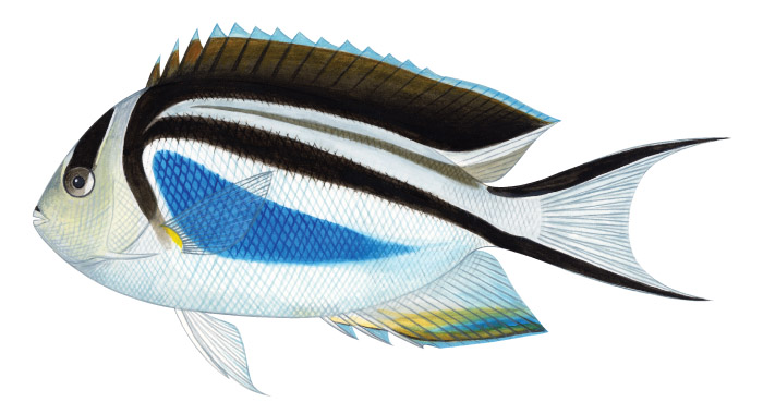 오네이트 엔젤피시(Ornate angelfish). Genicanthus bellus(Randall, 1975).