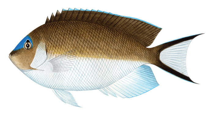 하프밴디드 엔젤피시(Halfbanded angelfish). Genicanthus semicinctus(Waite, 1900).