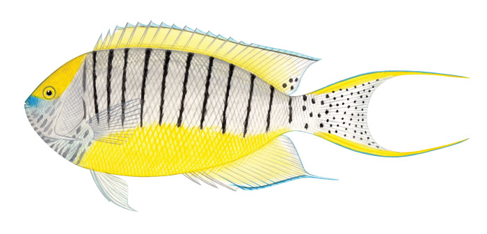 하프밴디드 엔젤피시(Halfbanded angelfish). Genicanthus semicinctus(Waite, 1900).