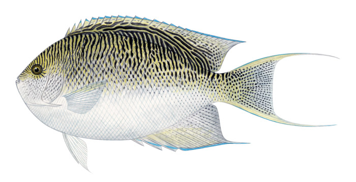 스팟티드 엔젤피시(Spotted angelfish). Genicanthus takeuchii(Pyle, 1997). 25cmSL ...