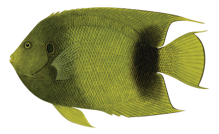 기니언 엔젤피시(Guinean angelfish). Holacanthus africanus(Cadenat, 1951).