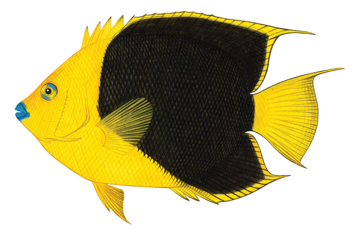 락 엔젤피시(Rock angelfish). Holacanthus tricolor(Bloch, 1795).
