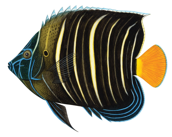 골드테일 엔젤피시(Goldtail angelfish). Pomacanthus chrysurus(Cuvier, 1831).