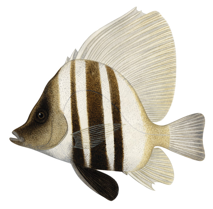 황줄돔(Sailfin armorhead). Histiopterus typus(Temminck & Schlegel, 1844).